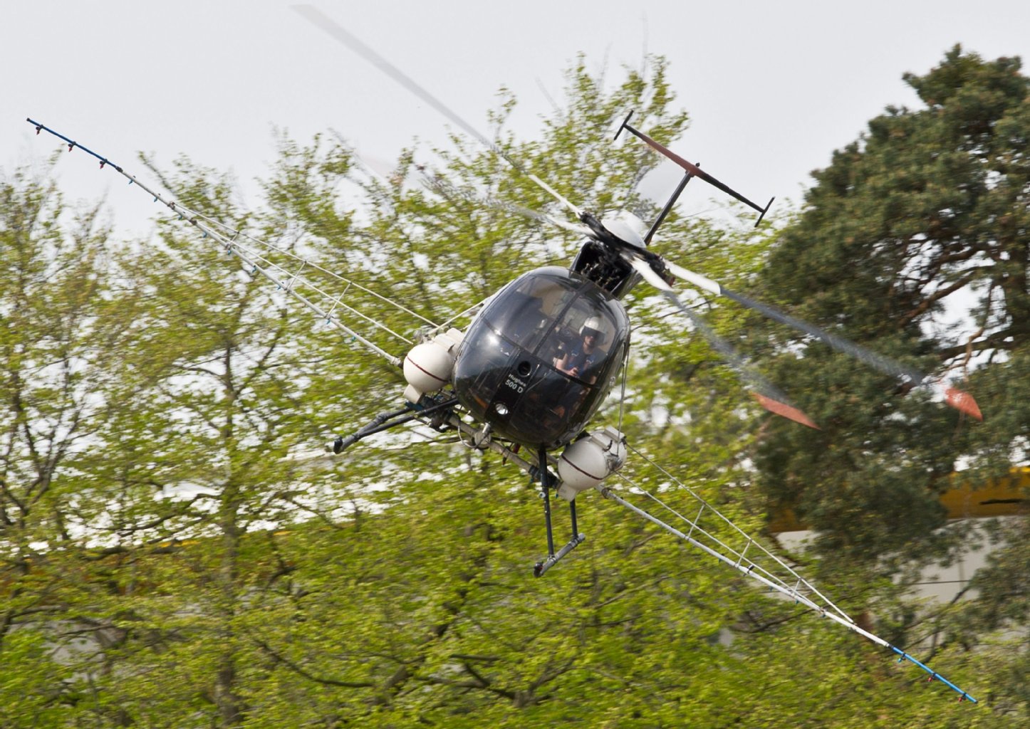 Eichenprozessionsspinner: Die chemische Keule