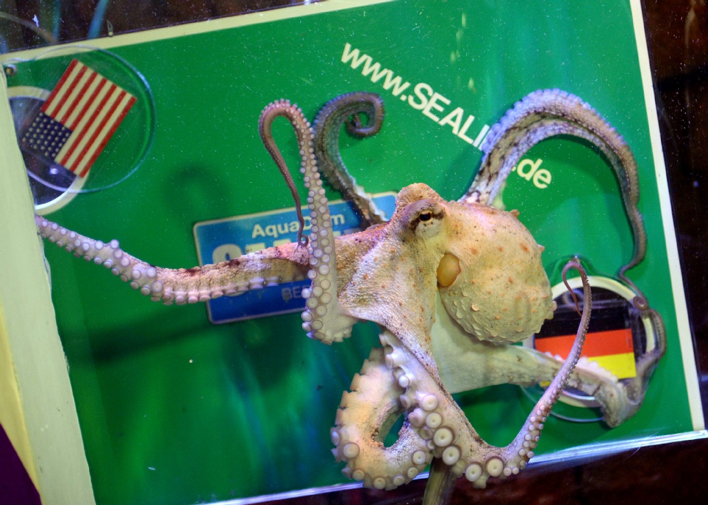 Faszination Oktopus: Warum Kraken zu den coolsten Wesen der Welt gehören