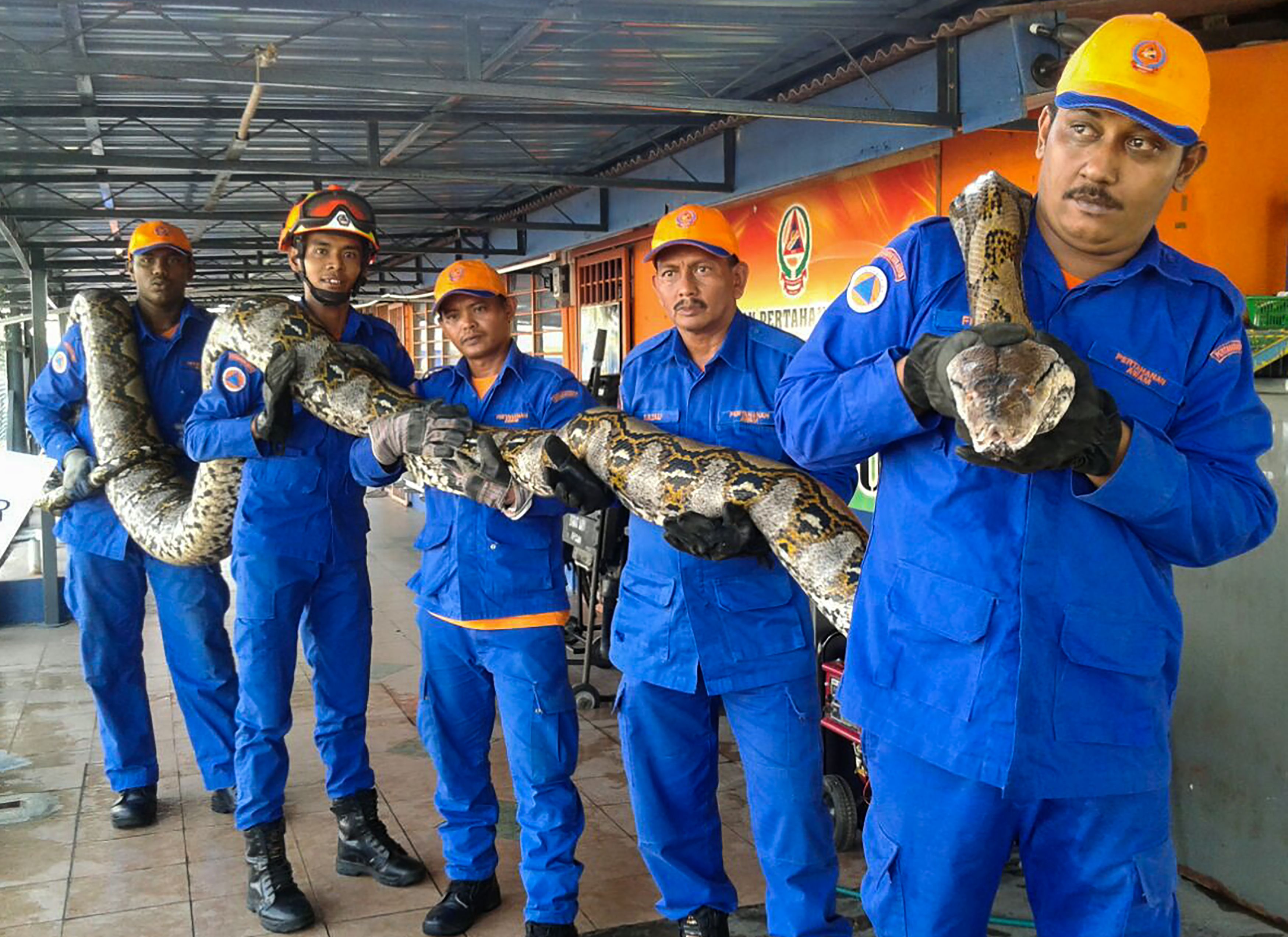 Längste Schlange der Welt?: Acht Meter langer Python in Malaysia gefunden