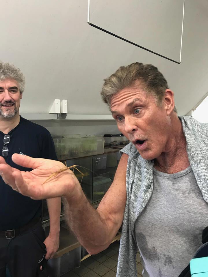 Auge in Auge mit Schlange und Co.: "Knight Rider" und "Baywatch"-Star ...