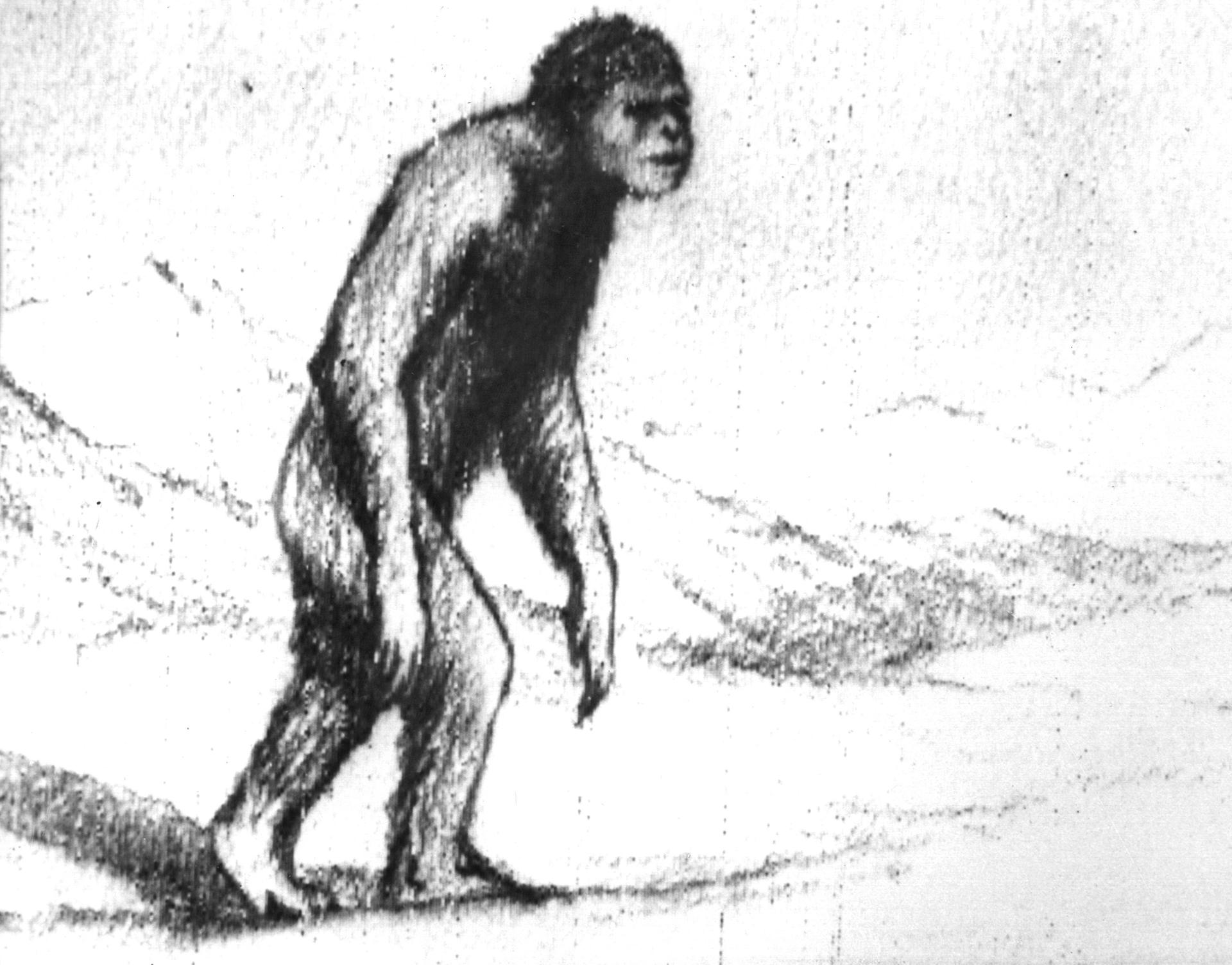 Reinhold Messner: Ein Bär hat das Yeti-Rätsel ausgelöst