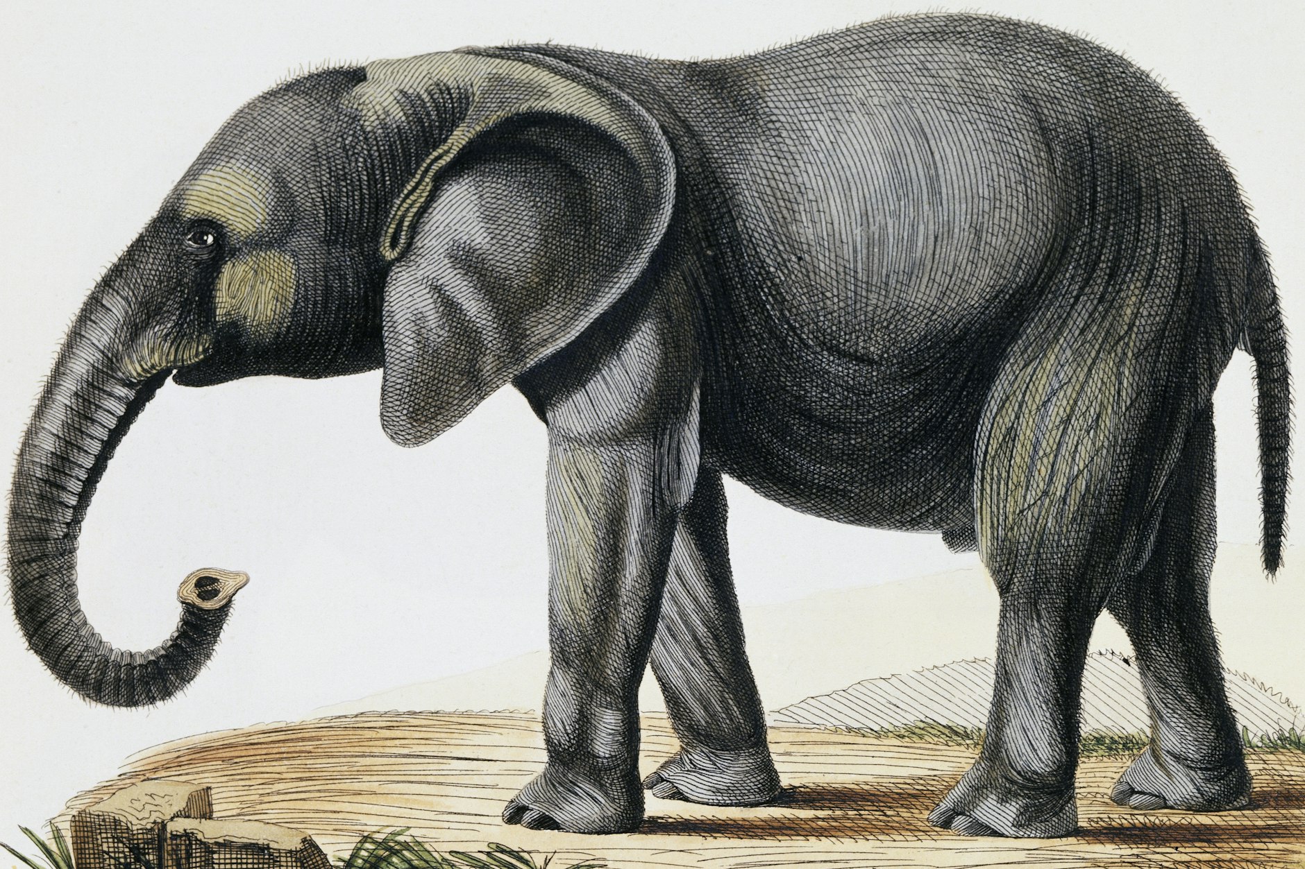 Einen Elefanten isst man Stück für Stück