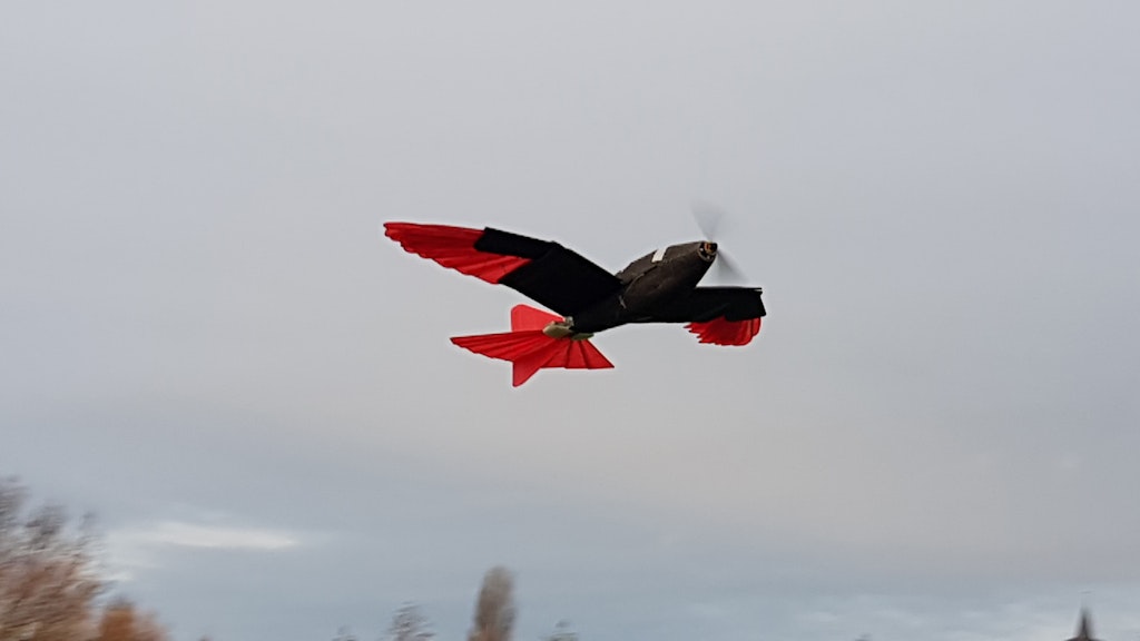 Drohne vollführt wendige Flugmanöver dank spreizbarer Federn am Heck