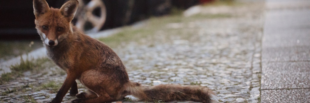 In Berlin ist der Fuchs los