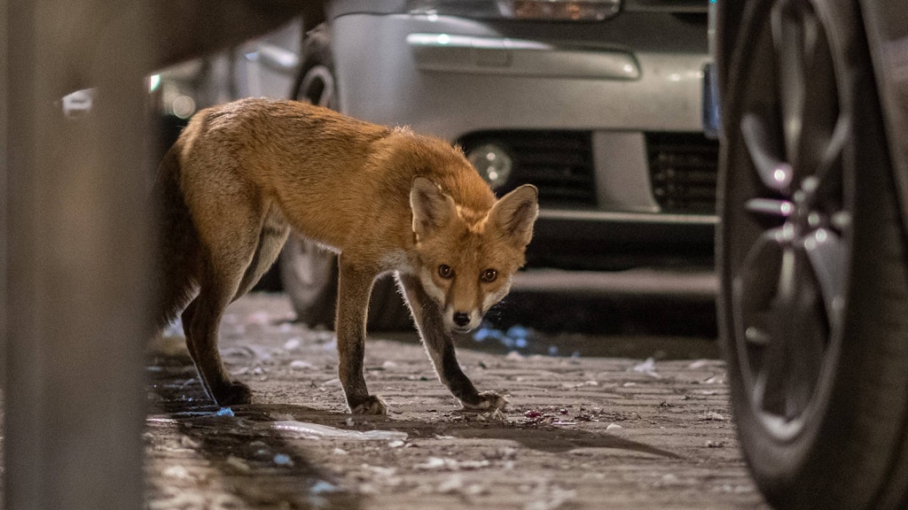 In Berlin ist der Fuchs los