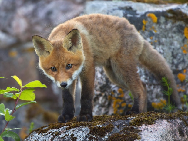 Füchse: Faszinierende Tiere