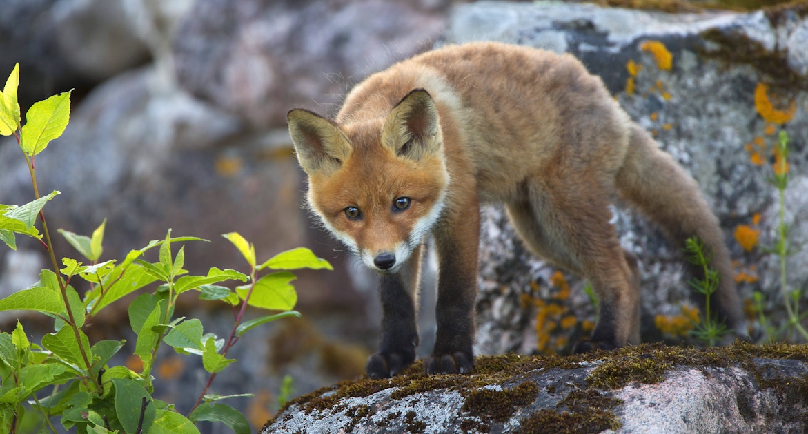 Füchse: Faszinierende Tiere