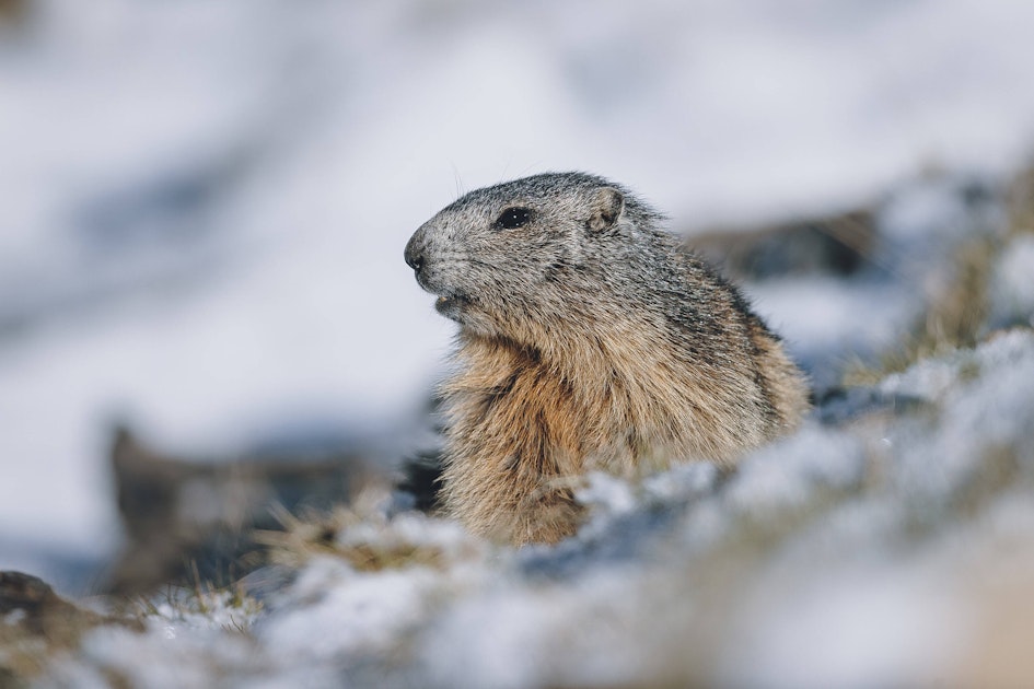 Beulenpest-Fall in China