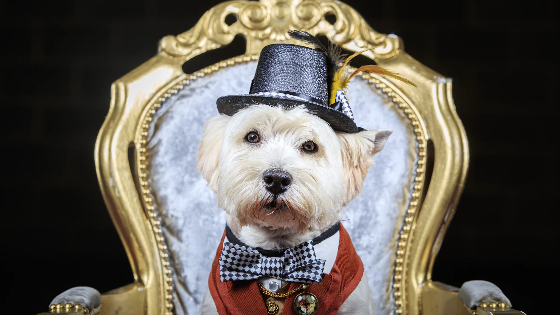 Hunde in Kostümen: Diese Haustier-Fotos sind zum Schreien komisch!