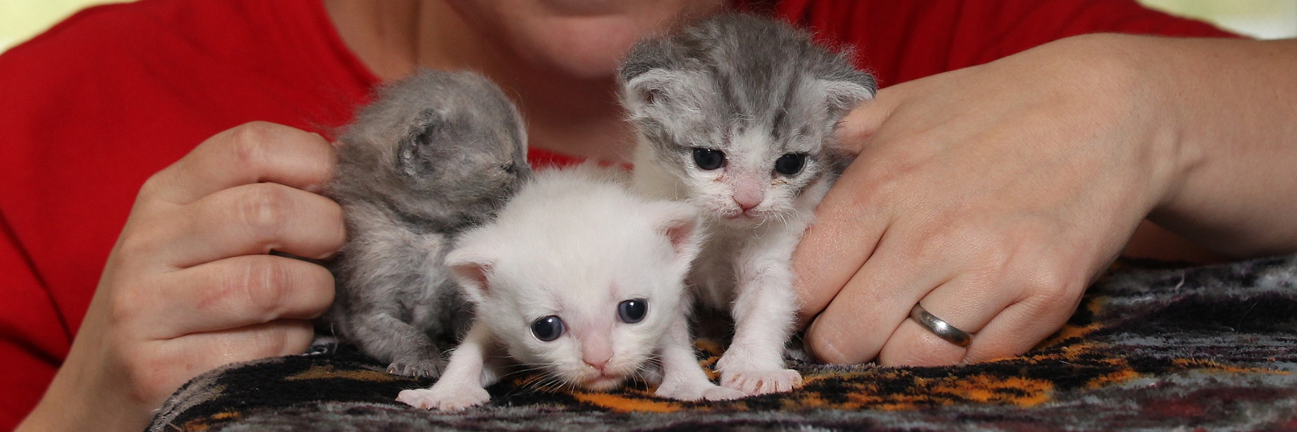 Wer gibt den armen Messie-Kätzchen aus dem Tierheim ein Zuhause?
