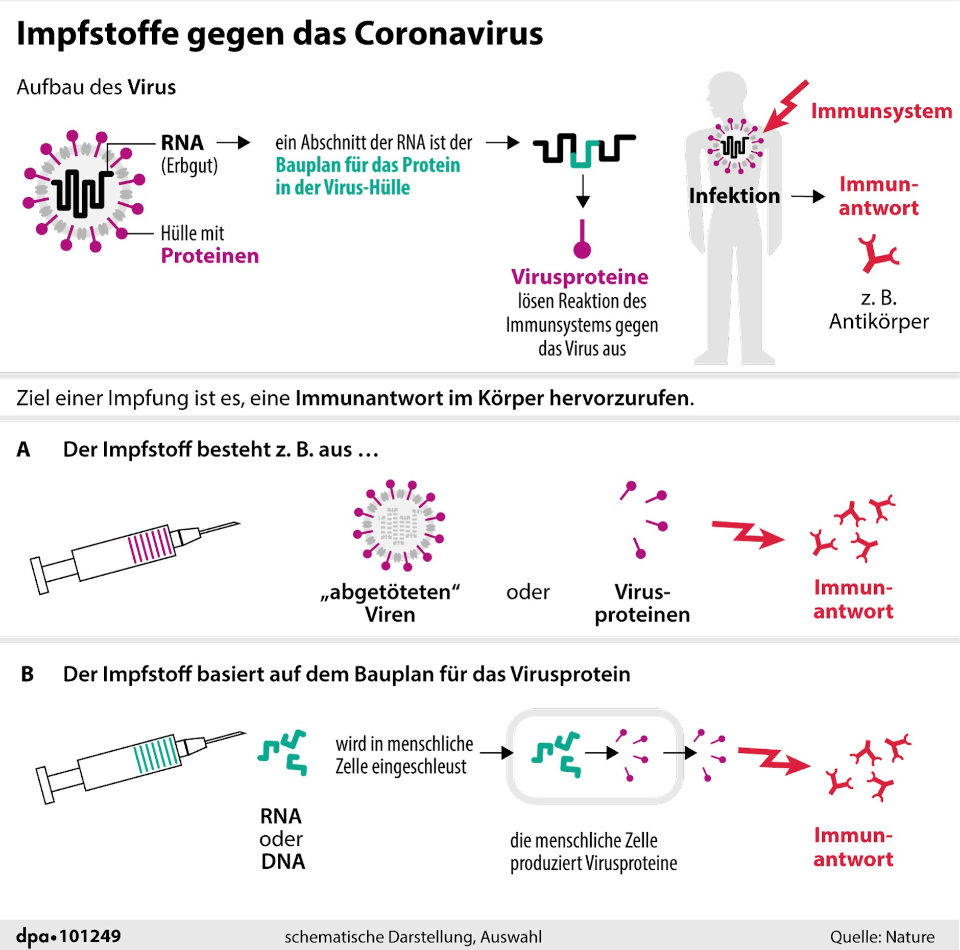 Corona: Wann kommt der Impfstoff wirklich?