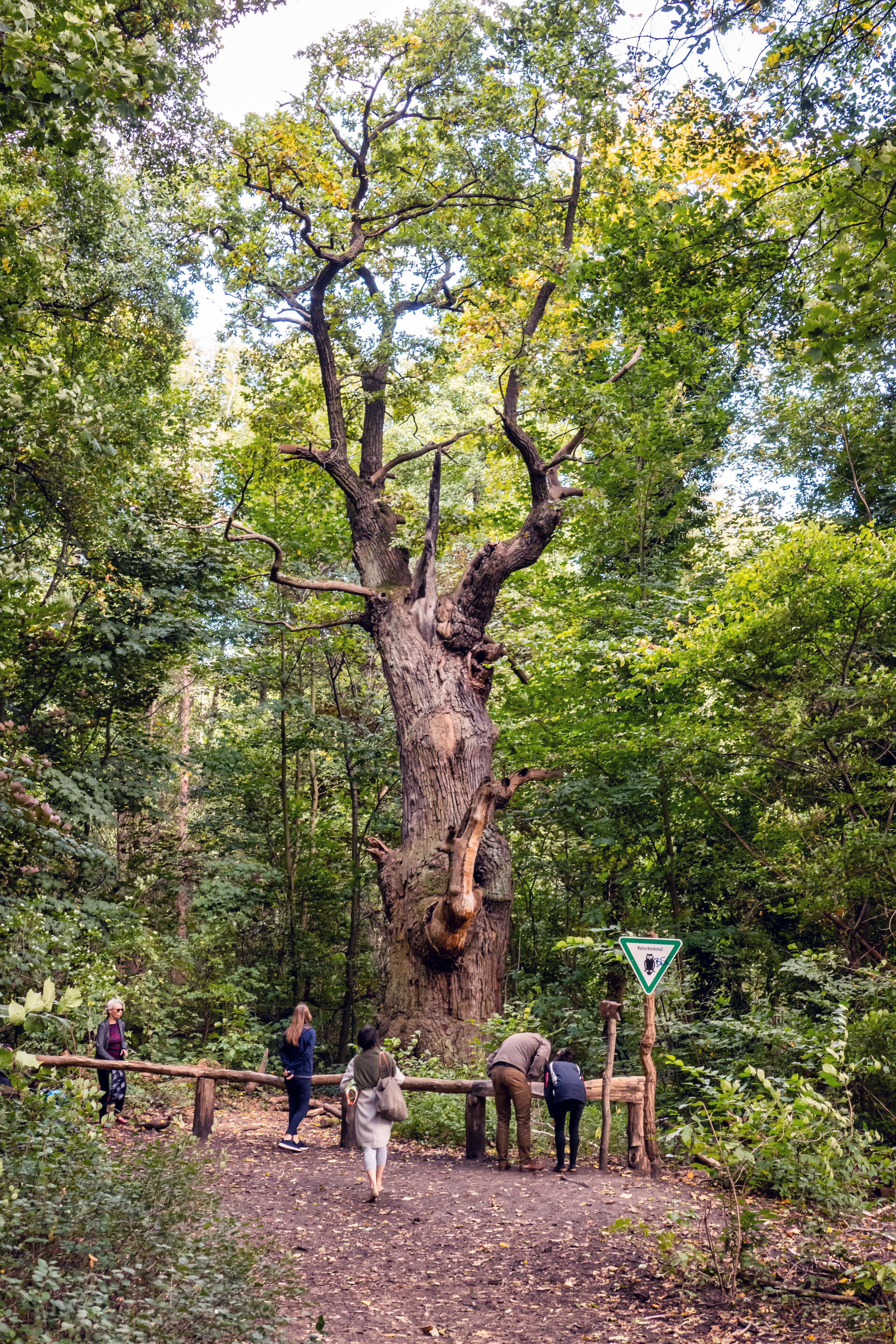 Ältester Baum Berlins: Dicke Marie wird Nationalerbe