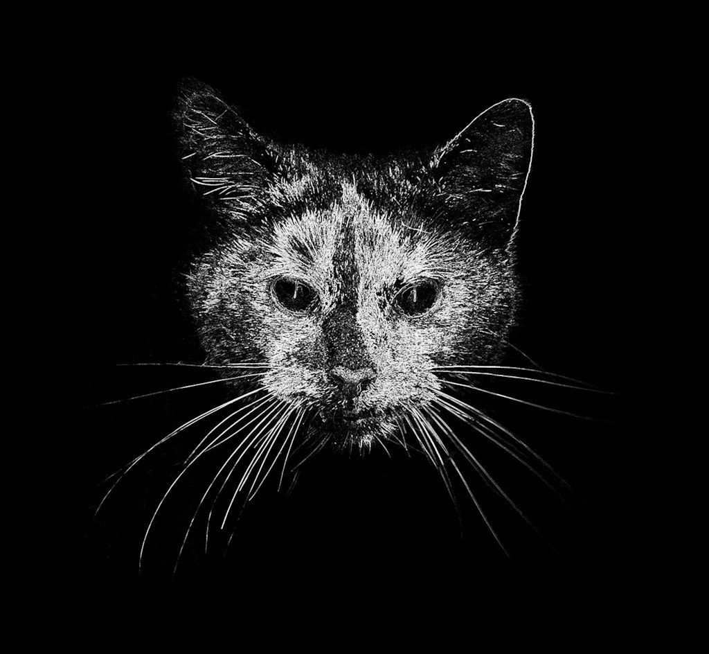 Victor Klemperer und das Todesurteil für seine Katze