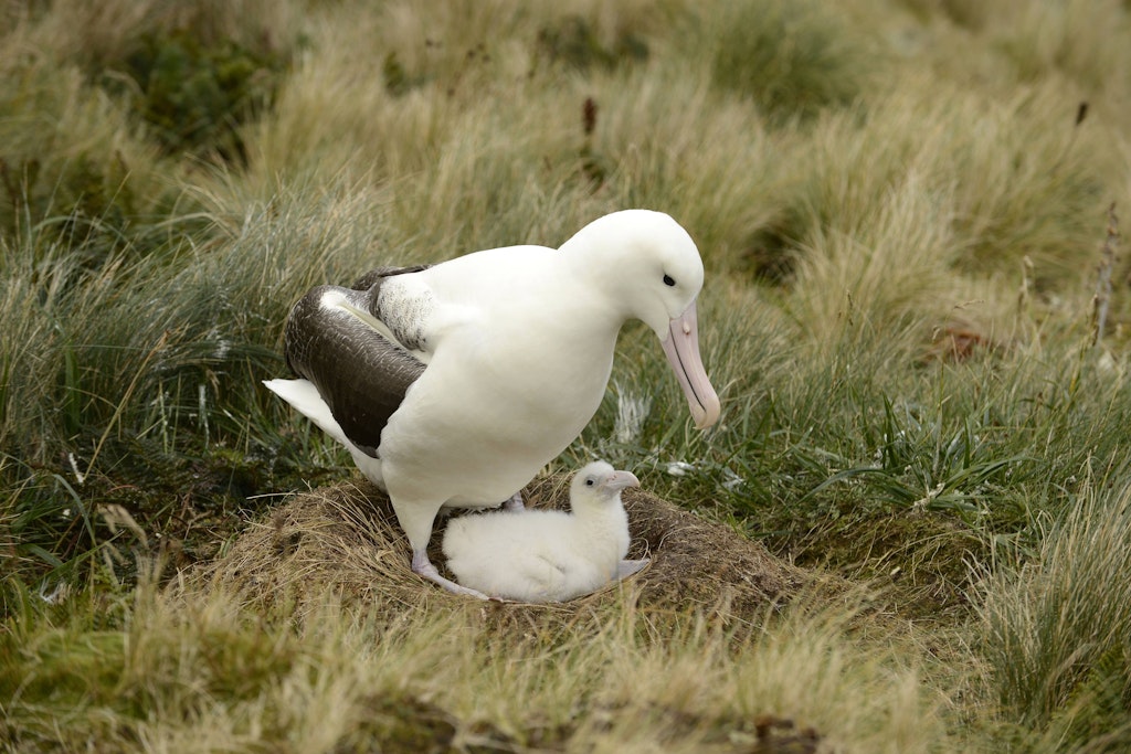 Besser als Candy Crush: Albatros-Küken per Webcam beobachten