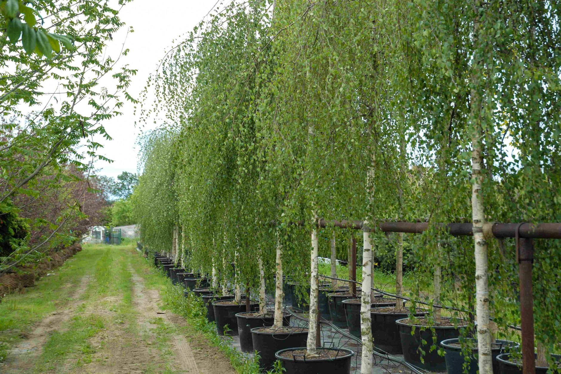 Bäume kaufen im Herbst: Die Saison ist eröffnet