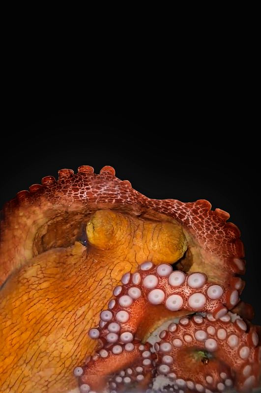 Faszination Oktopus: Warum Kraken zu den coolsten Wesen der Welt gehören