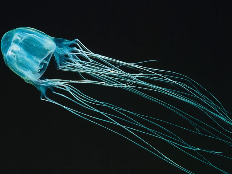 Australien: Die Killer-Qualle von Cape York