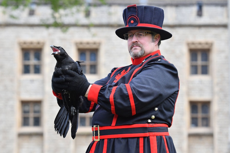 Neue Raben für den Londoner Tower: Das Vereinigte Königreich ist gerettet