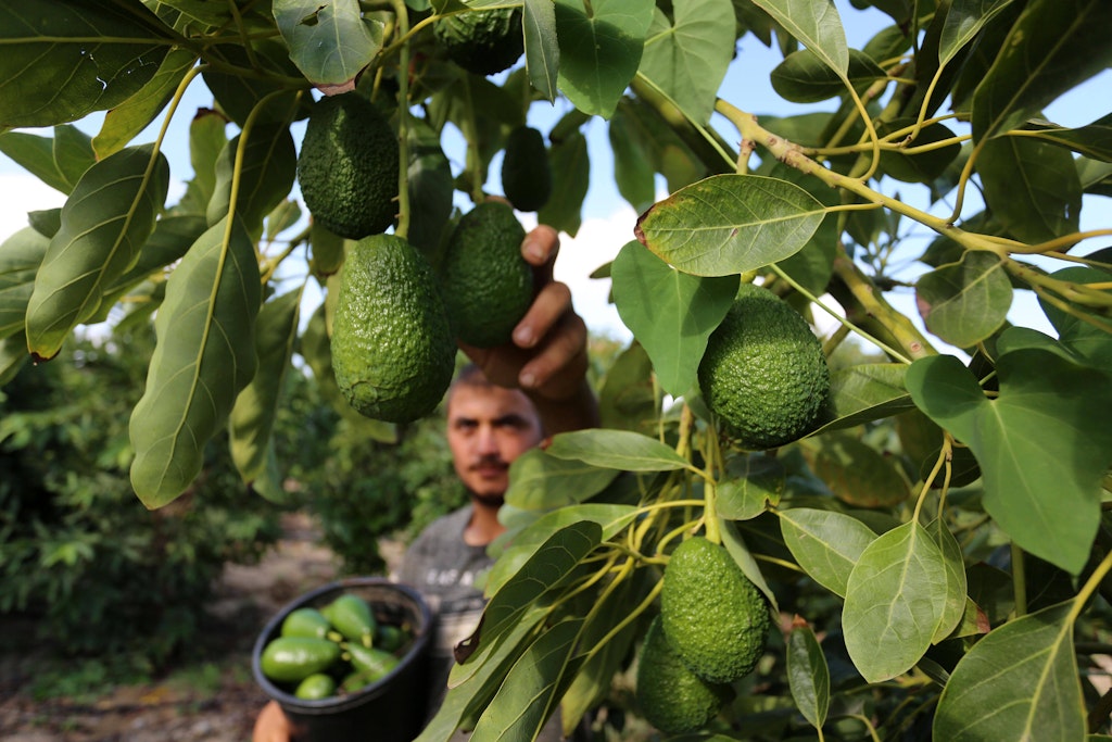 Bitterer Kampf ums grüne Gold: Avocado-Mafia plündert Plantagen leer
