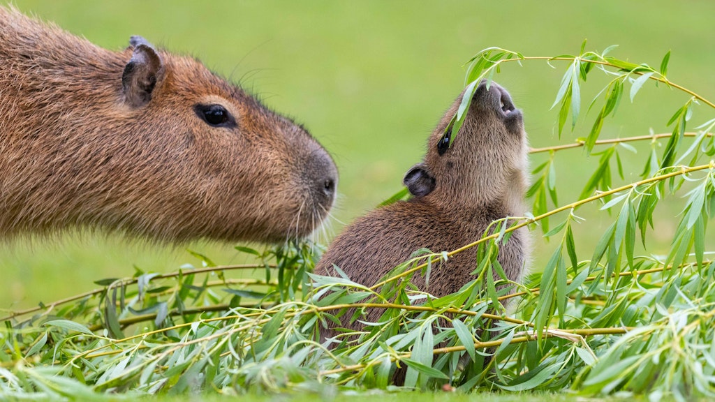 Zoo Berlin: Kleine Capybara-Babys geboren