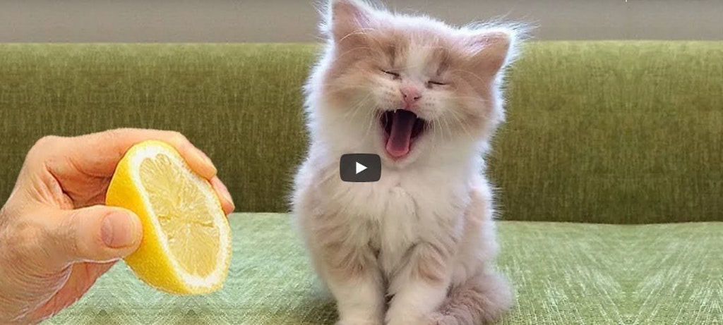 Mit Videos: Hunde und Katzen haben keinen Humor? Von wegen! Sie sind ...