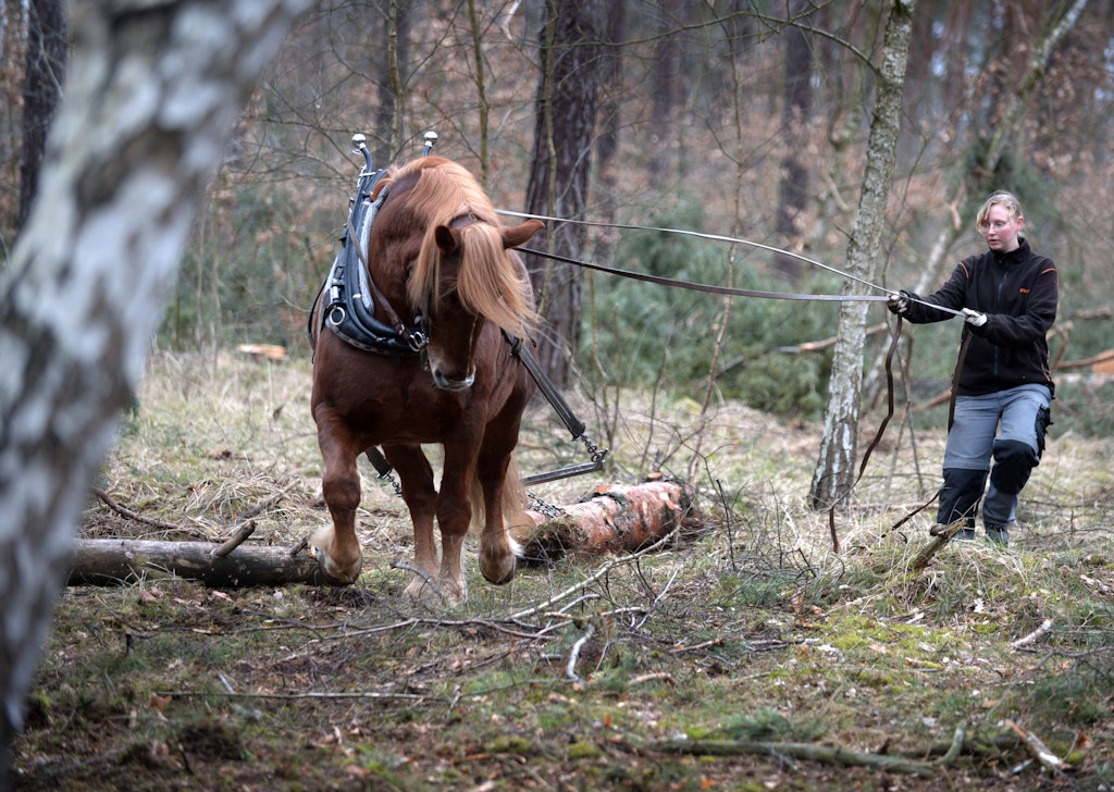 „Chef, ruhiger Typ, Diva“: Warum Berlin zwei neue Pferde eingestellt hat