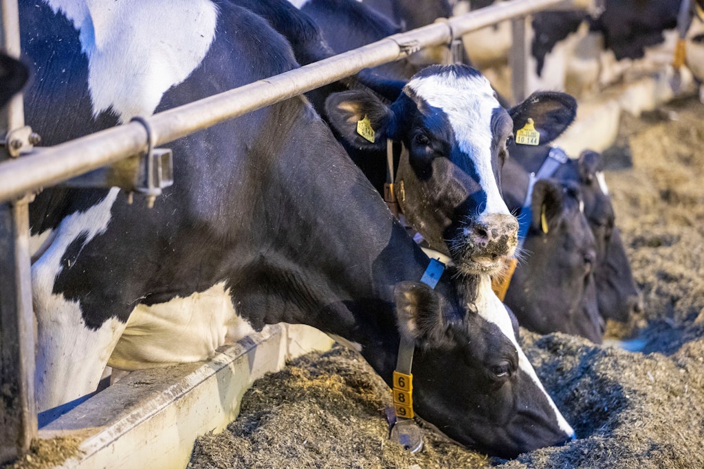 Deutsche trinken immer weniger Milch