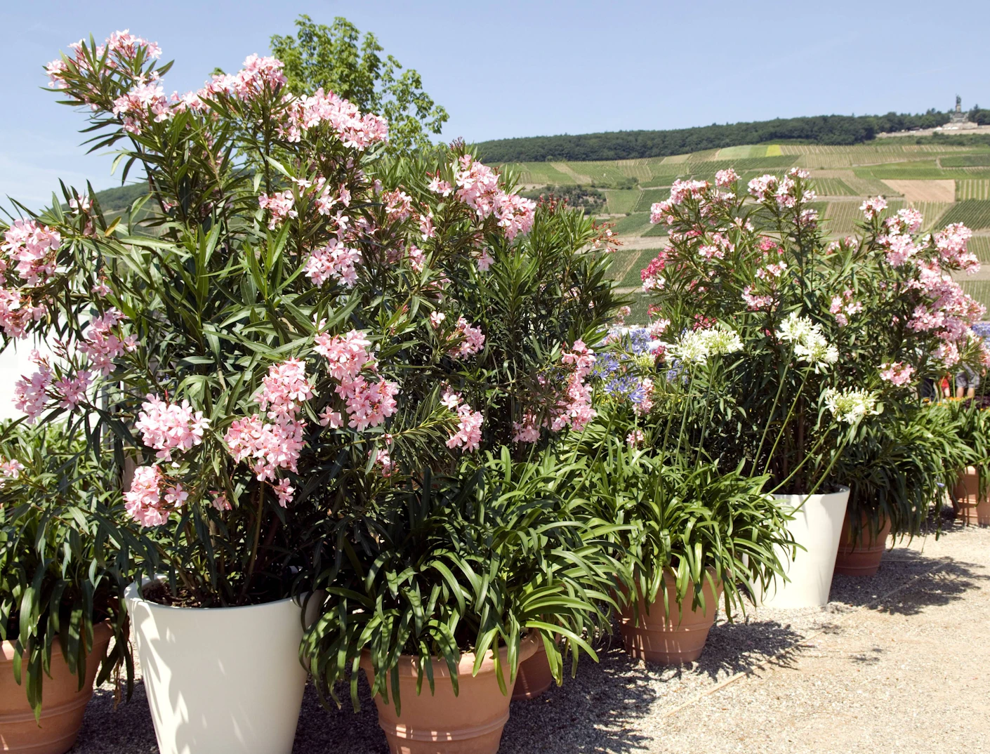 Oleander Welche Erde
