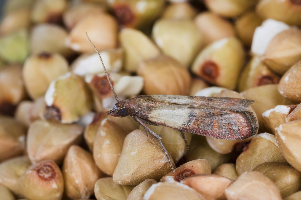 Motten in Lebensmitteln bekämpfen: Mit diesen Tricks verjagen Sie sie ...