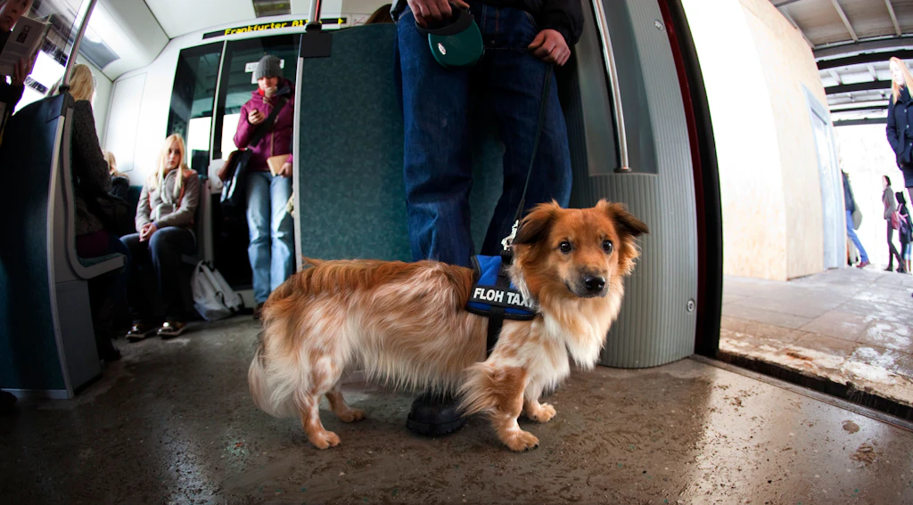 9-Euro-Ticket in Berlin: Hunde fahren jetzt kostenlos mit