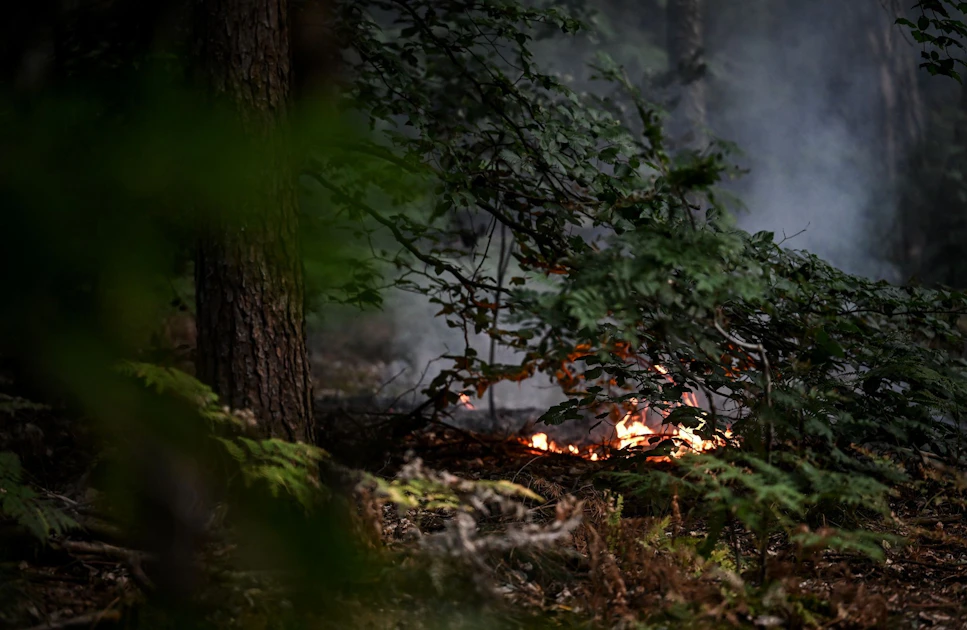Ein Jahr nach dem Großbrand im Grunewald: Was hat sich auf dem ...