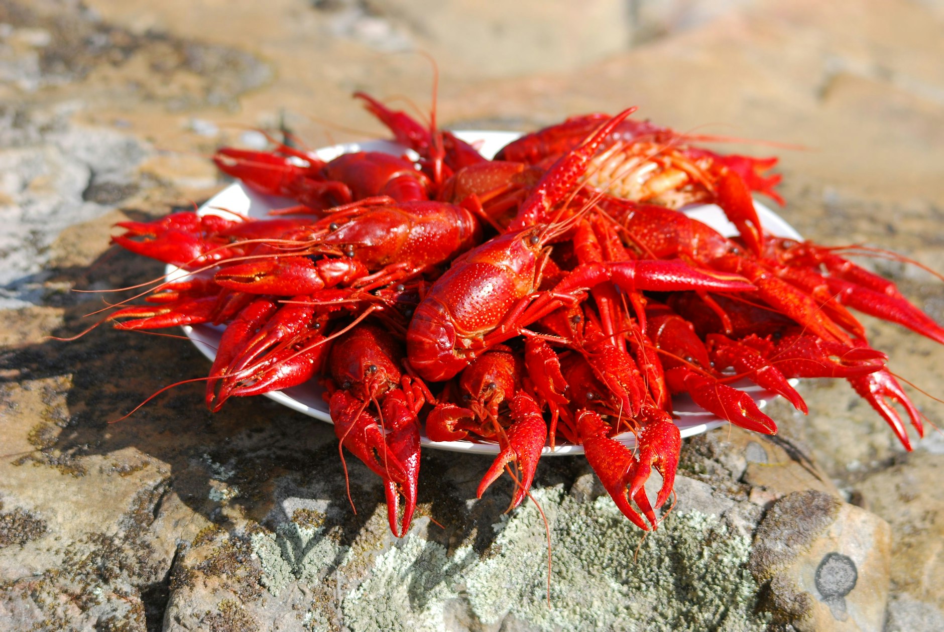 Reise durch Schweden im Sommer: Erst Krebse, dann Gammelfisch