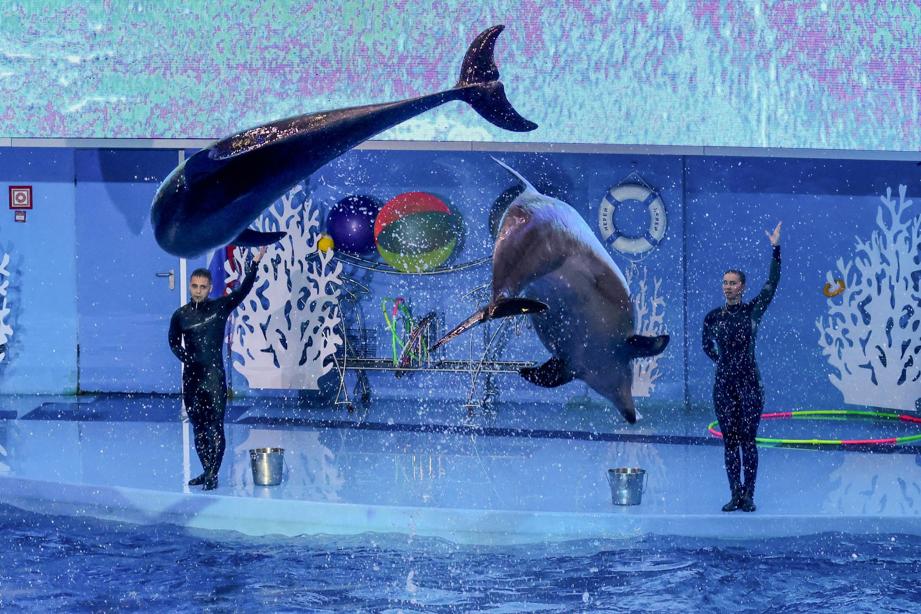 Japan beginnt Delfinjagd: Delfinarien in aller Welt am Pranger