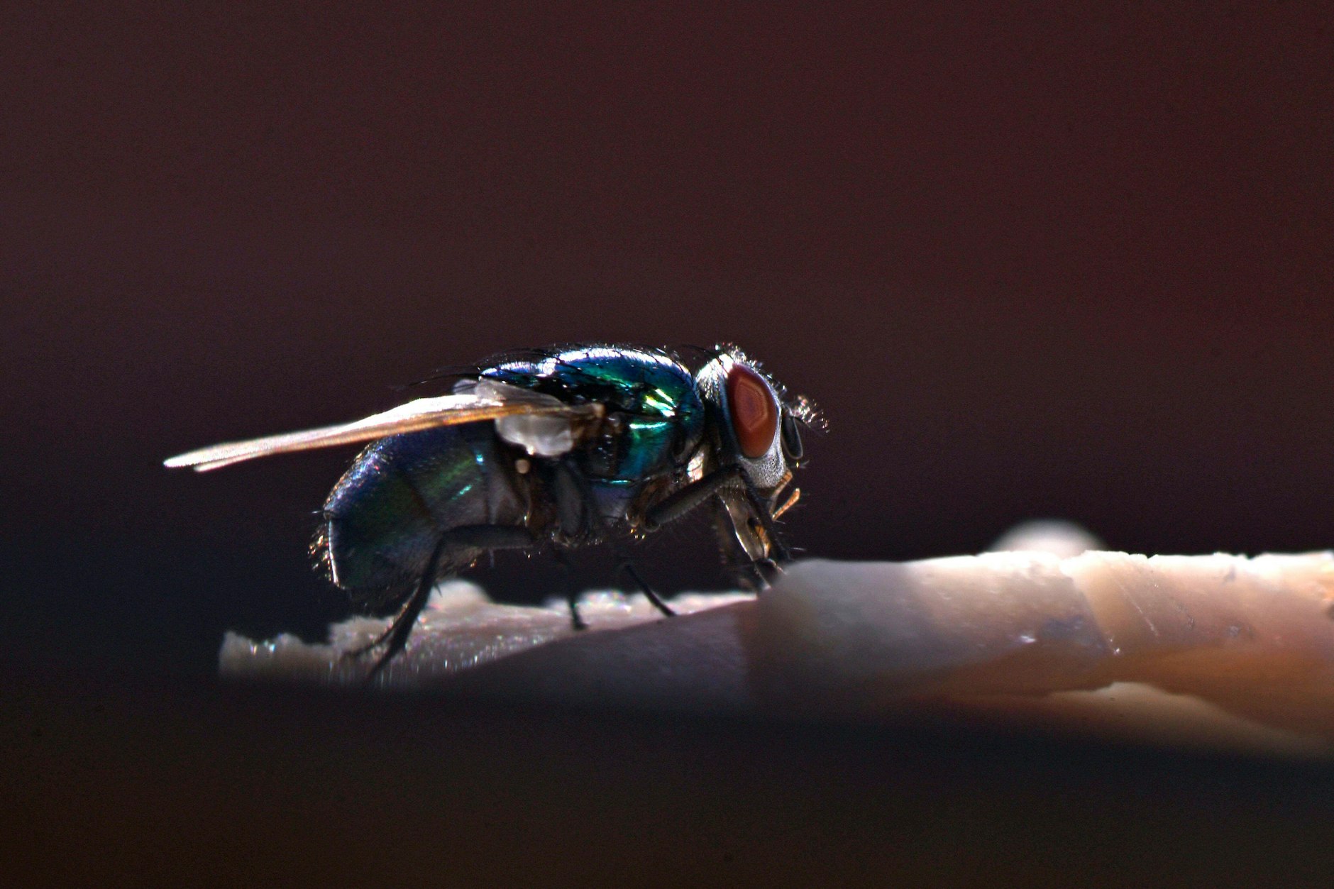Wie man mit einer Pumpgun und Kochsalz Fliegen betäuben kann