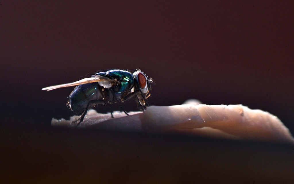 Wie man mit einer Pumpgun und Kochsalz Fliegen betäuben kann