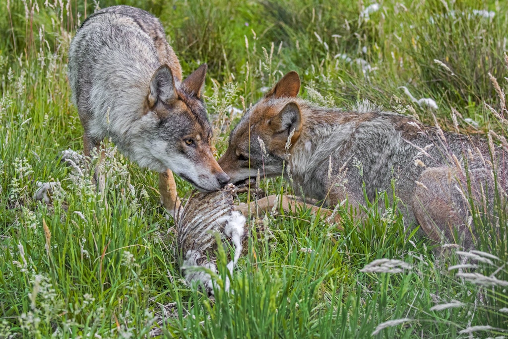 Brandenburg: Wölfe reißen immer mehr Nutztiere