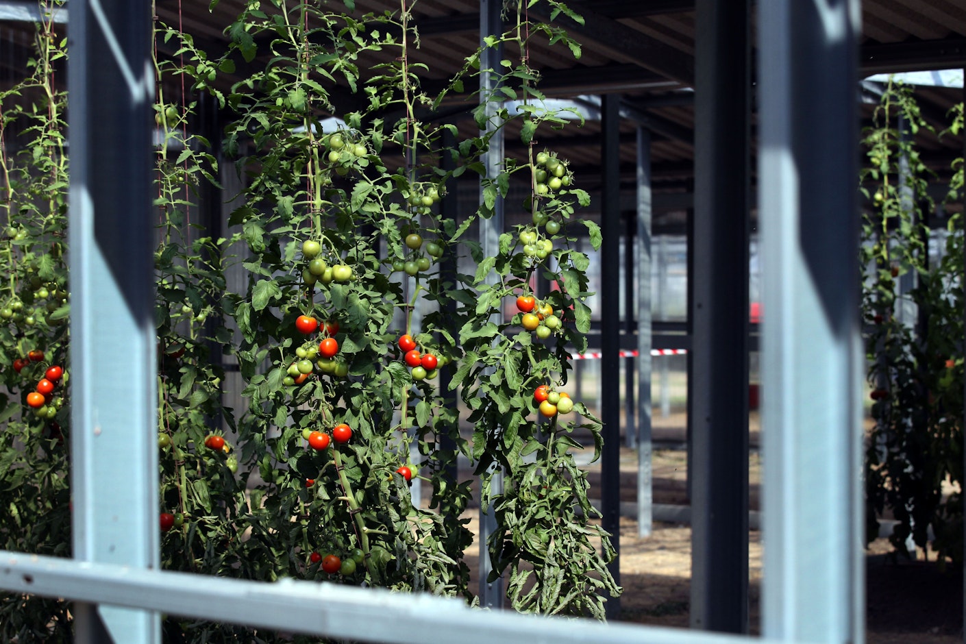 „Sunfarming“: Die Solarkühe von Rathenow