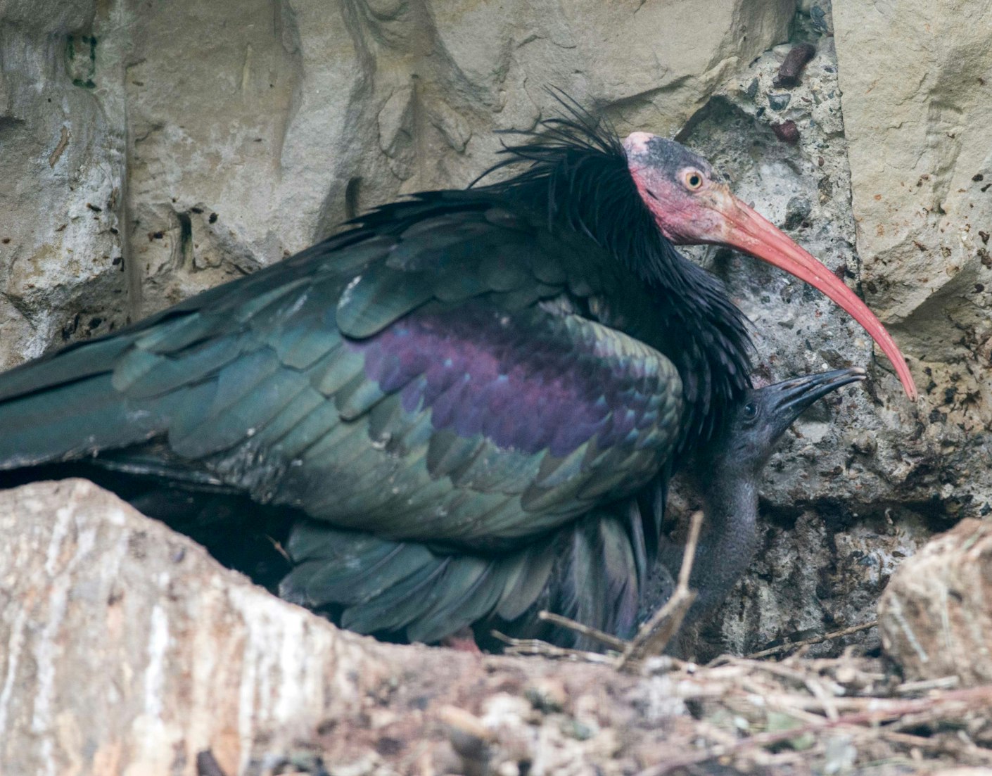 Artenschutz: Viele Vögel vom Aussterben bedroht