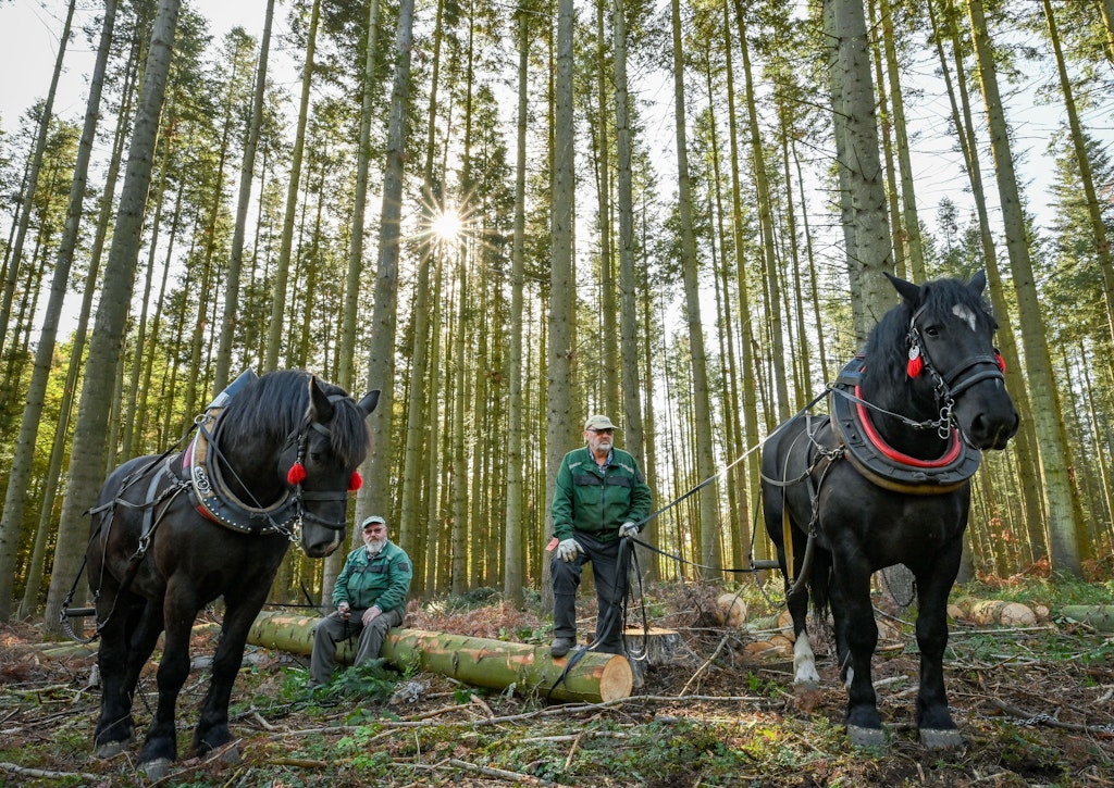 Diese Kaltblüter haben auch ein cooles Gemüt: Mit ihren Pferden räumen ...