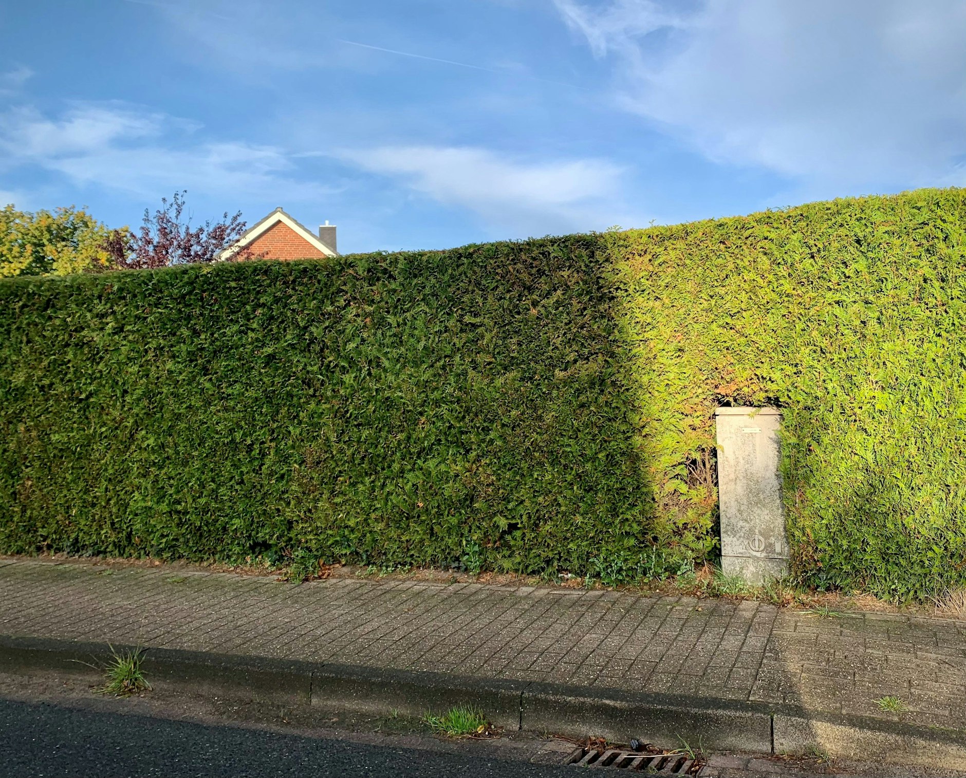 Typisch deutsche Hecken: Warum gibt es die in Berlin so selten?