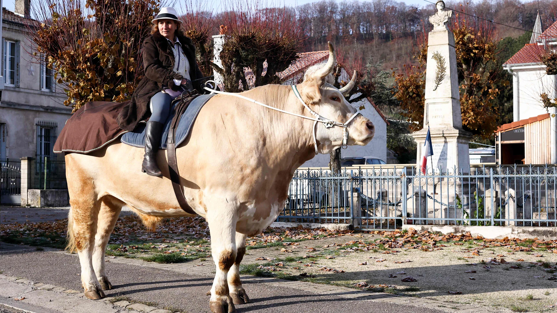 DIESER Stier hält sich für ein Pferd