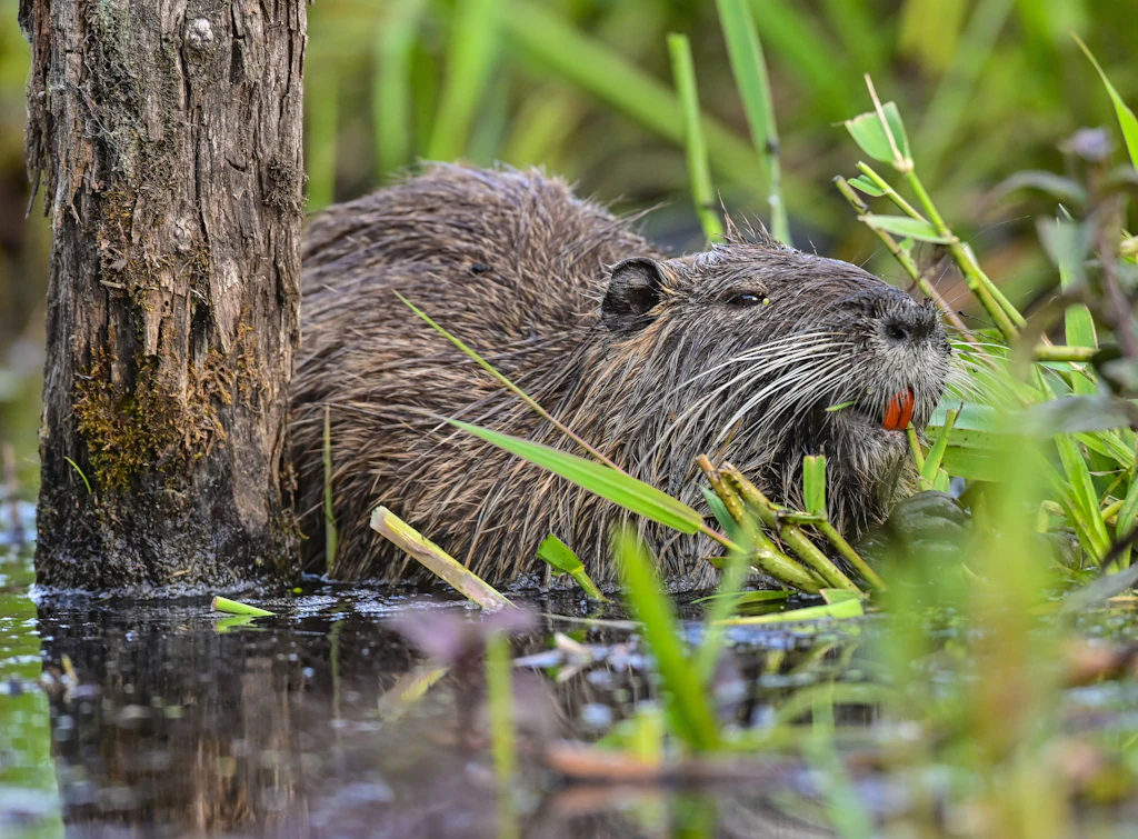 Unfassbar: Nutria-Horden killen 15 Meter langen „Monsterhai“!