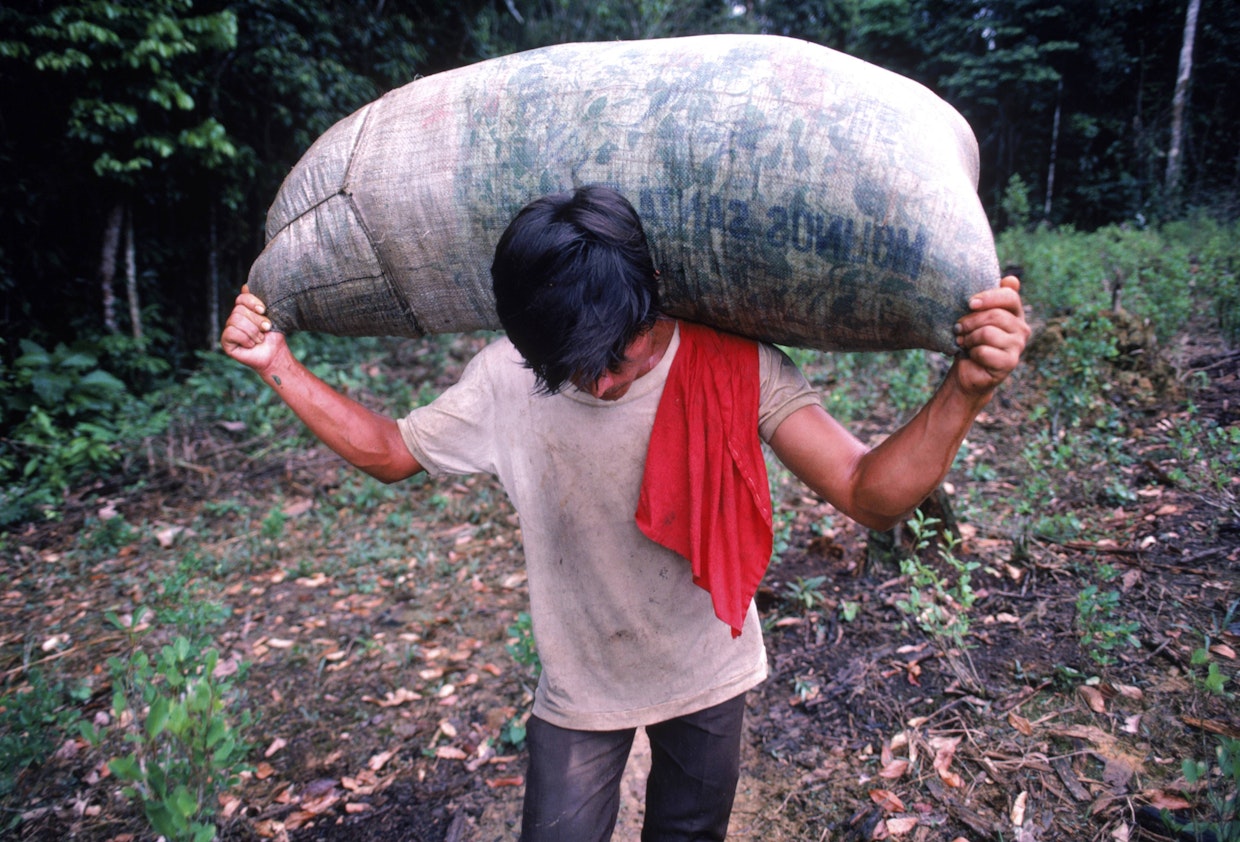 Was Europas Koks-Rekord für kolumbianische Bauern bedeutet