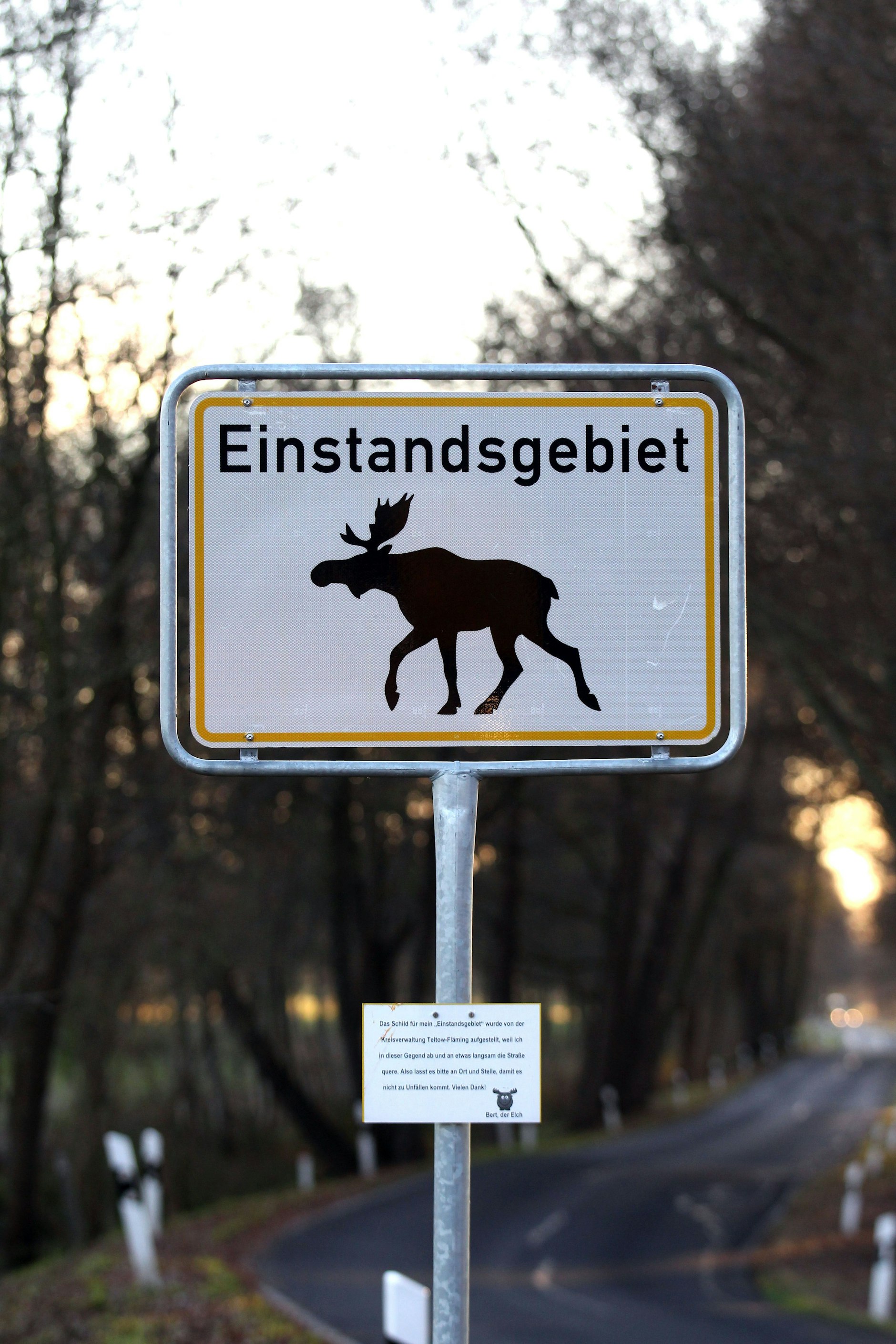 Ich glaub, mich knutscht ein Elch: Die Riesen kehren nach Deutschland ...