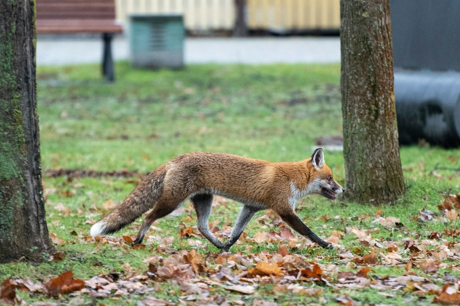 Unfall in Berlin: VW-Fahrerin will Fuchs ausweichen und überschlägt sich