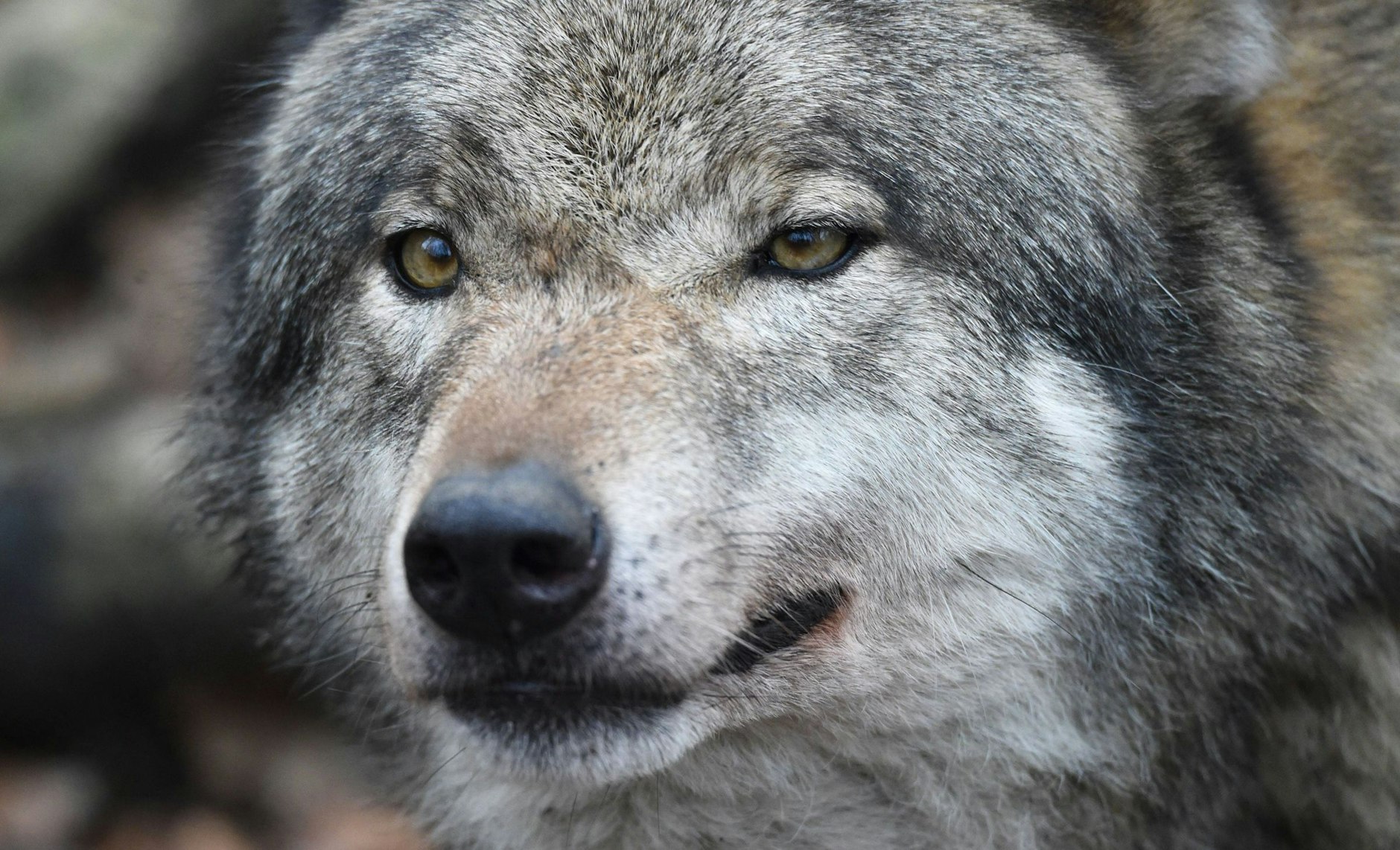 Brandenburg: Wolf reißt viele Weidetiere – er soll erschossen werden
