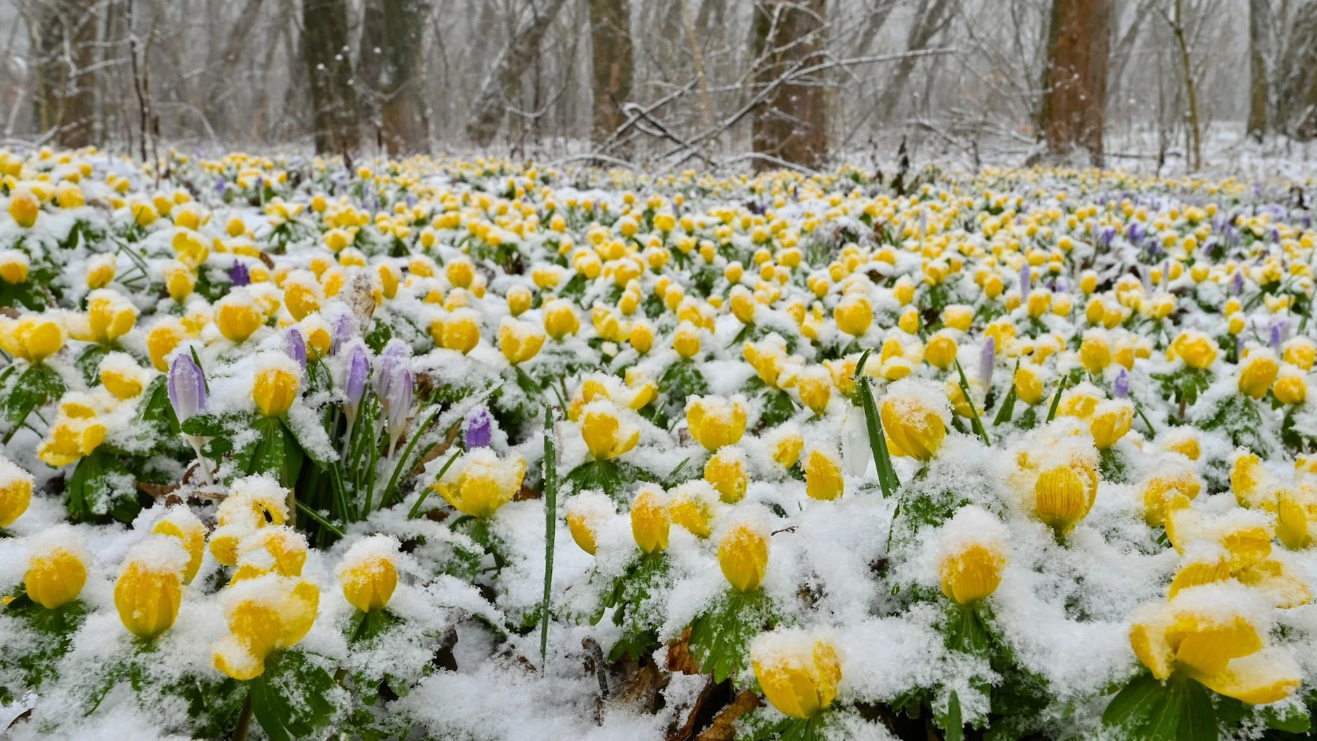 Alarm beim Wetter: Heftiger Wintereinbruch und Regen, der für ein halbes Jahr reicht – hier wird ...