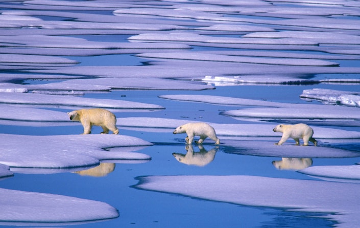 Studie: Diese dramatischen Folgen hat der Rückgang des Meereises in der ...