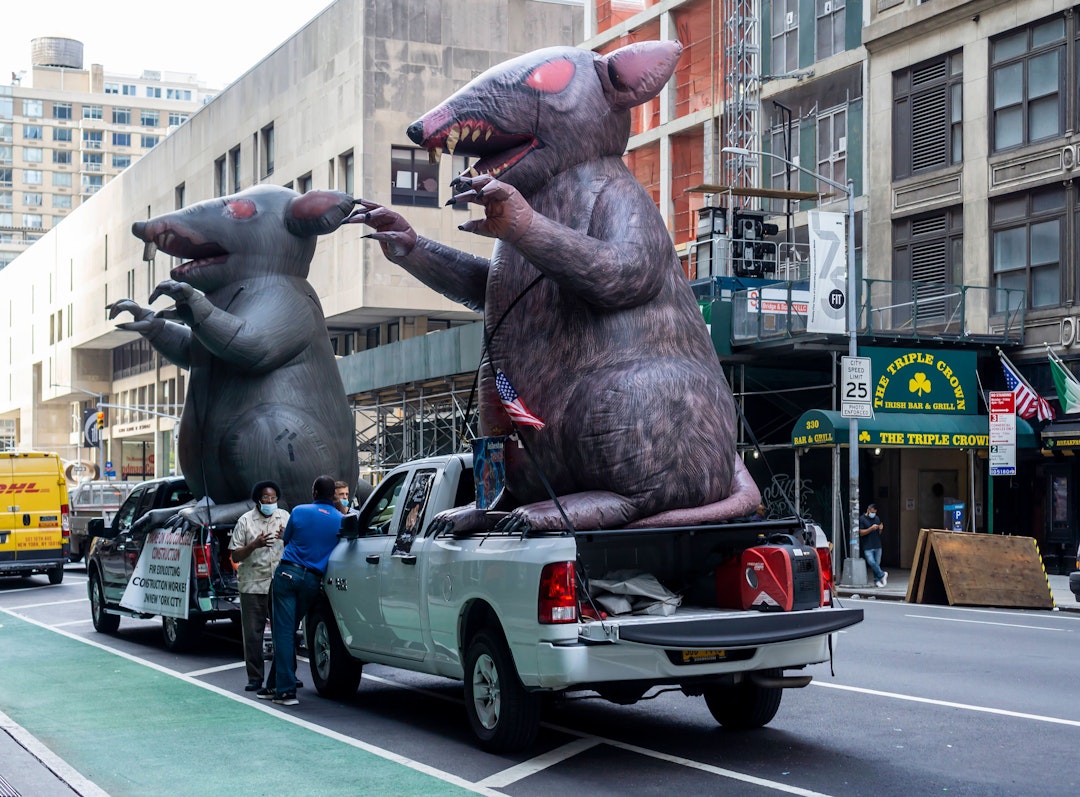 „Rattenzarin“ soll New Yorks Ungeziefer-Problem bekämpfen