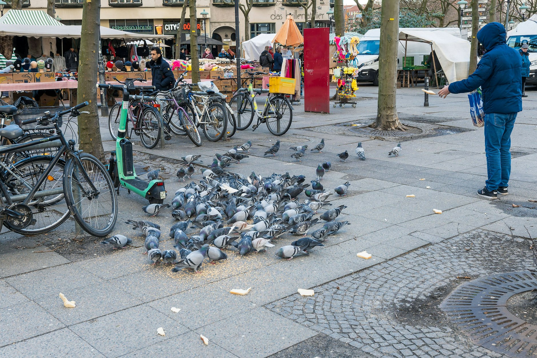 „Ratten der Lüfte“: Wie gefährlich sind Stadttauben wirklich?